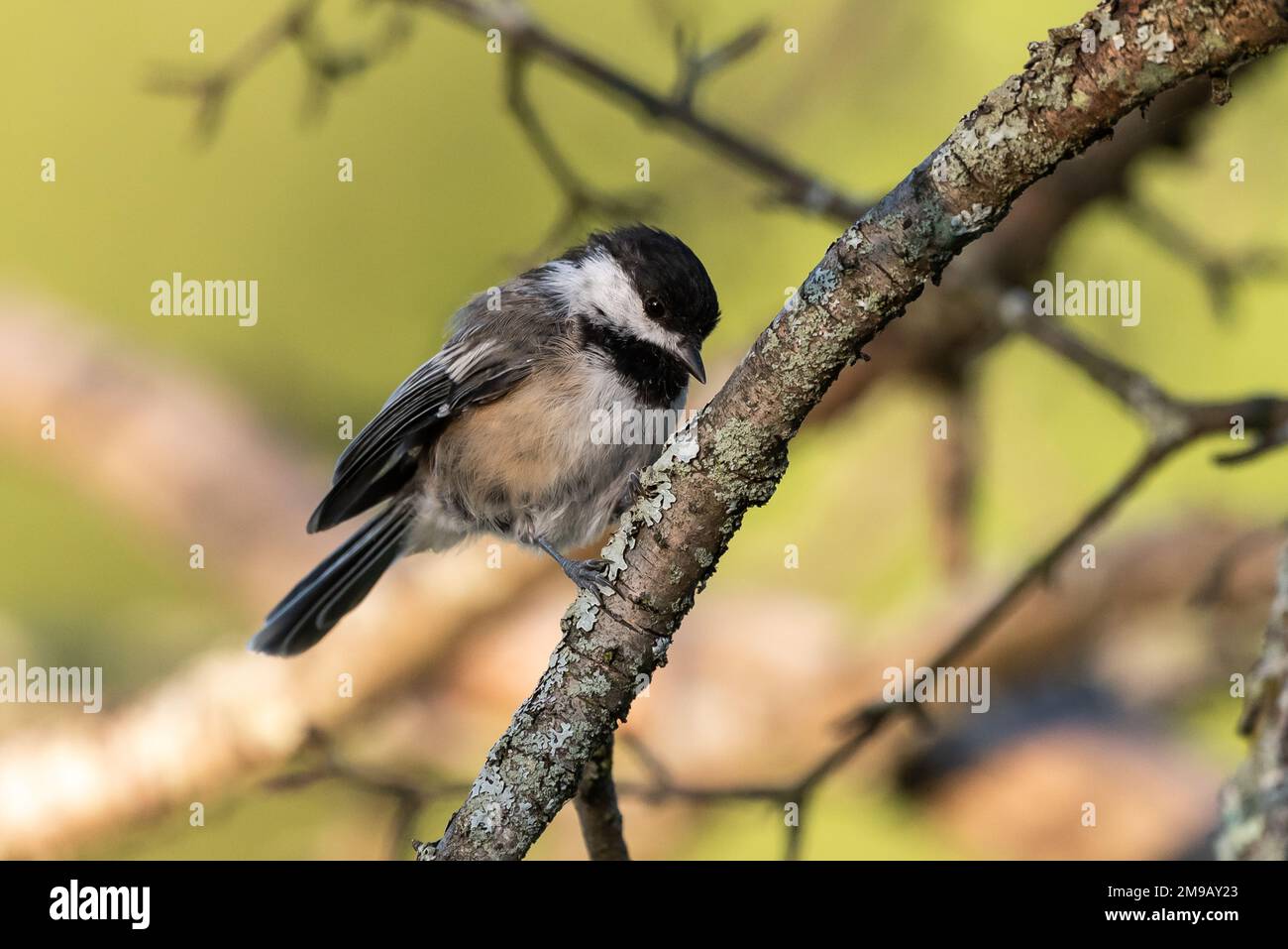 A closeup shot of a black-capped chickadee bird on a branch Stock Photo ...