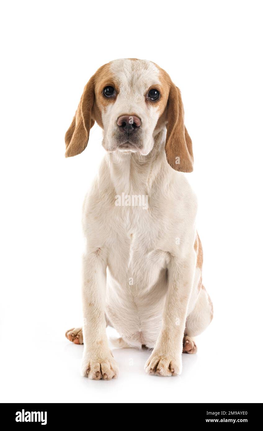 young beagle in front of white background Stock Photo - Alamy