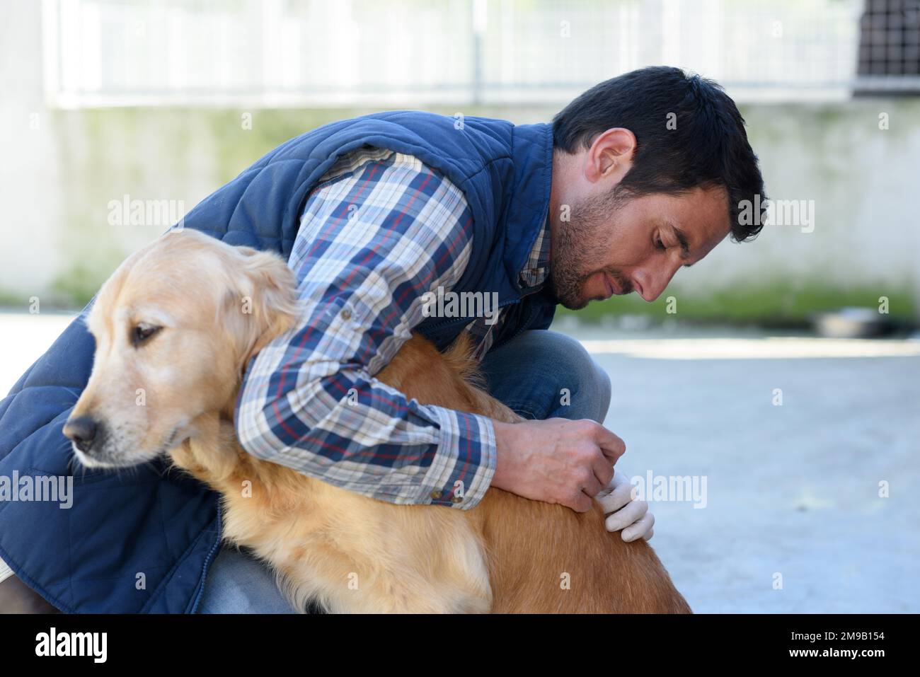 vet checks the health of a dog Stock Photo - Alamy