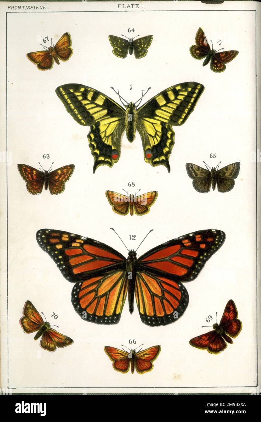 Butterflies and Moths, Plate 1, Papiliones, Papilionidae, Nymphalidae ...