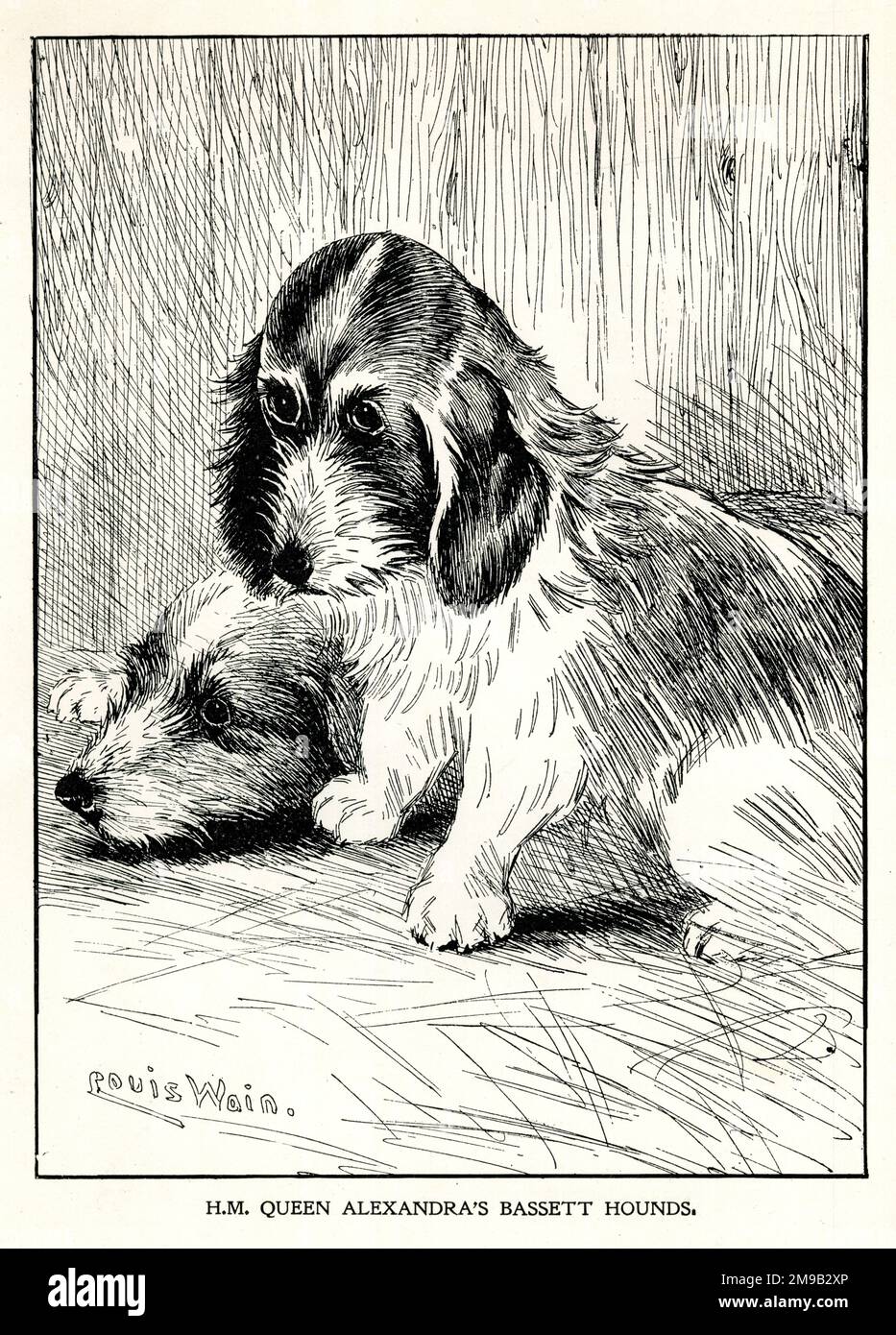 Queen Alexandra's Bassett hounds, by Louis Wain Stock Photo - Alamy