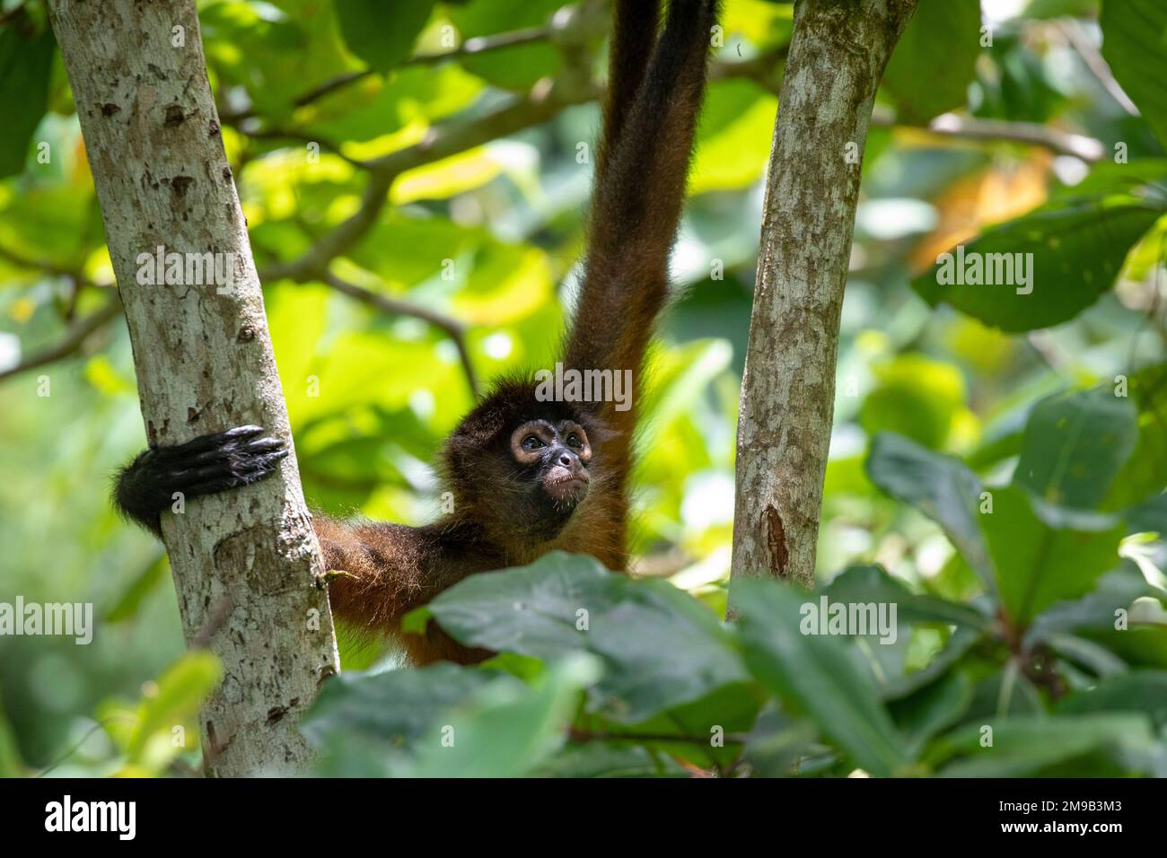 Geoffroy's spider monkey, Ateles geoffroyi Stock Photo - Alamy