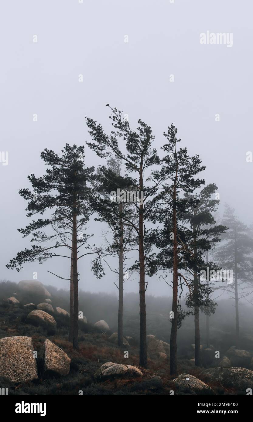 Fuzzy, dark forests after the rain Stock Photo - Alamy