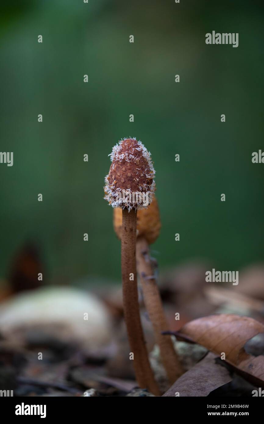 Helosis cayennensis, Osa Peninsula, Costa Rica Stock Photo - Alamy