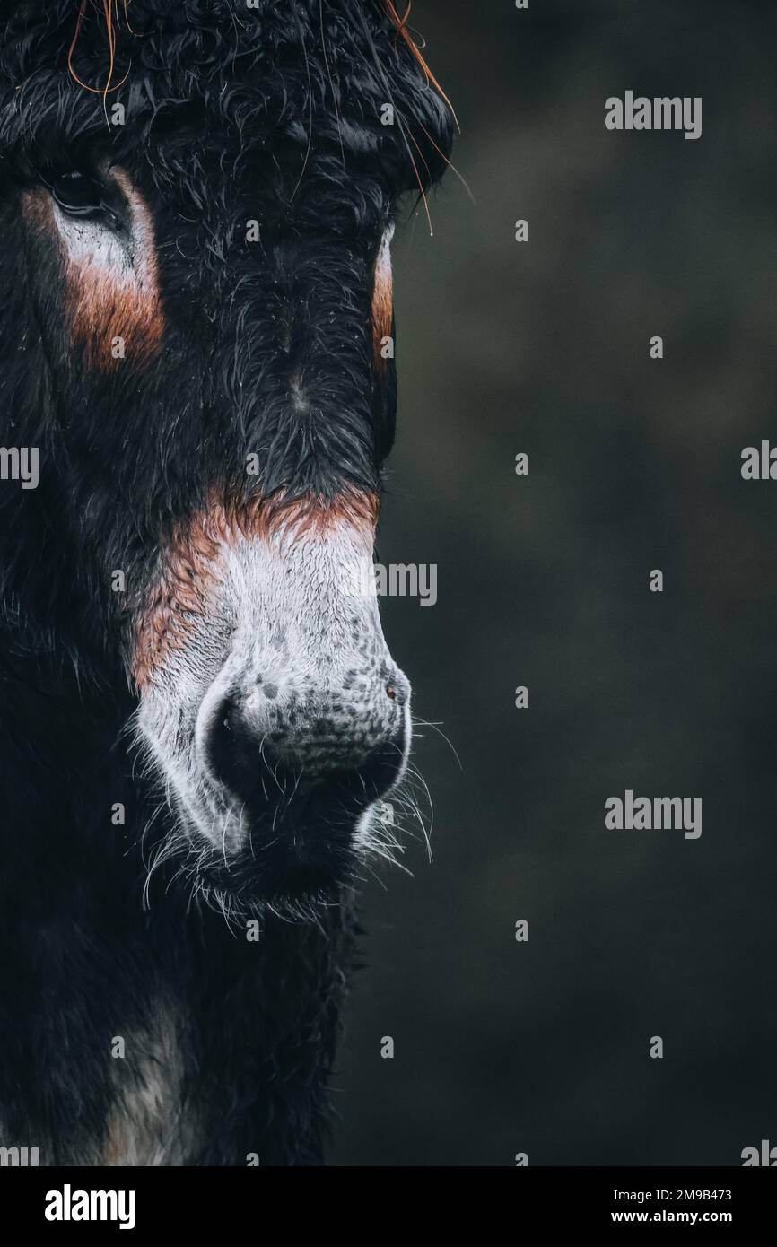 Rain creatures hi-res stock photography and images - Alamy