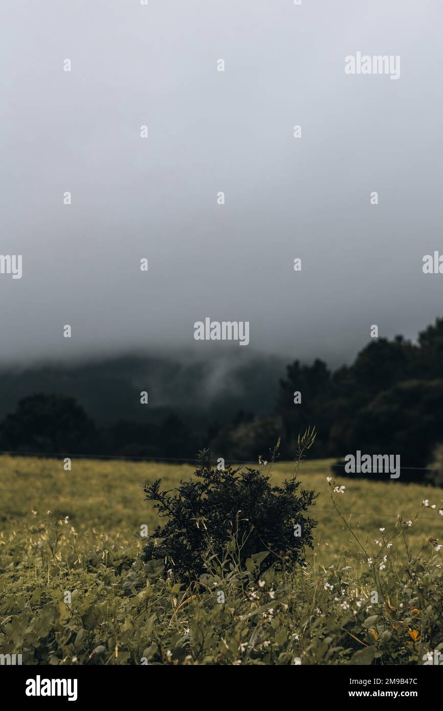 Fuzzy, dark forests after the rain Stock Photo - Alamy