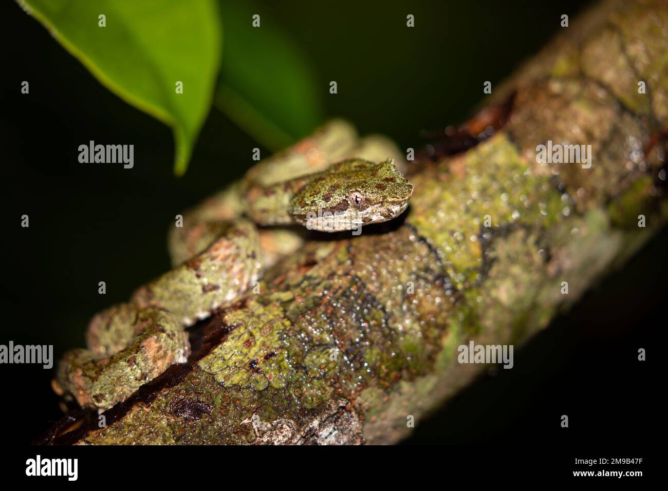 Eyelash Pitviper, Bothriechis schlegelii Stock Photo - Alamy