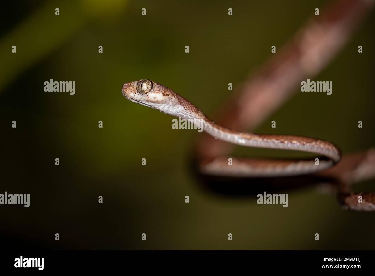 Banded cat-eyed snake, Leptodeira annulata Stock Photo - Alamy
