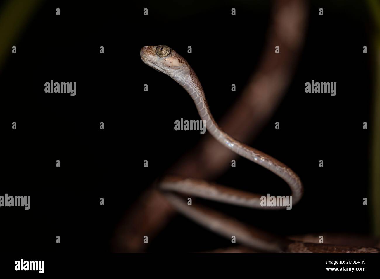 Banded cat-eyed snake, Leptodeira annulata Stock Photo - Alamy