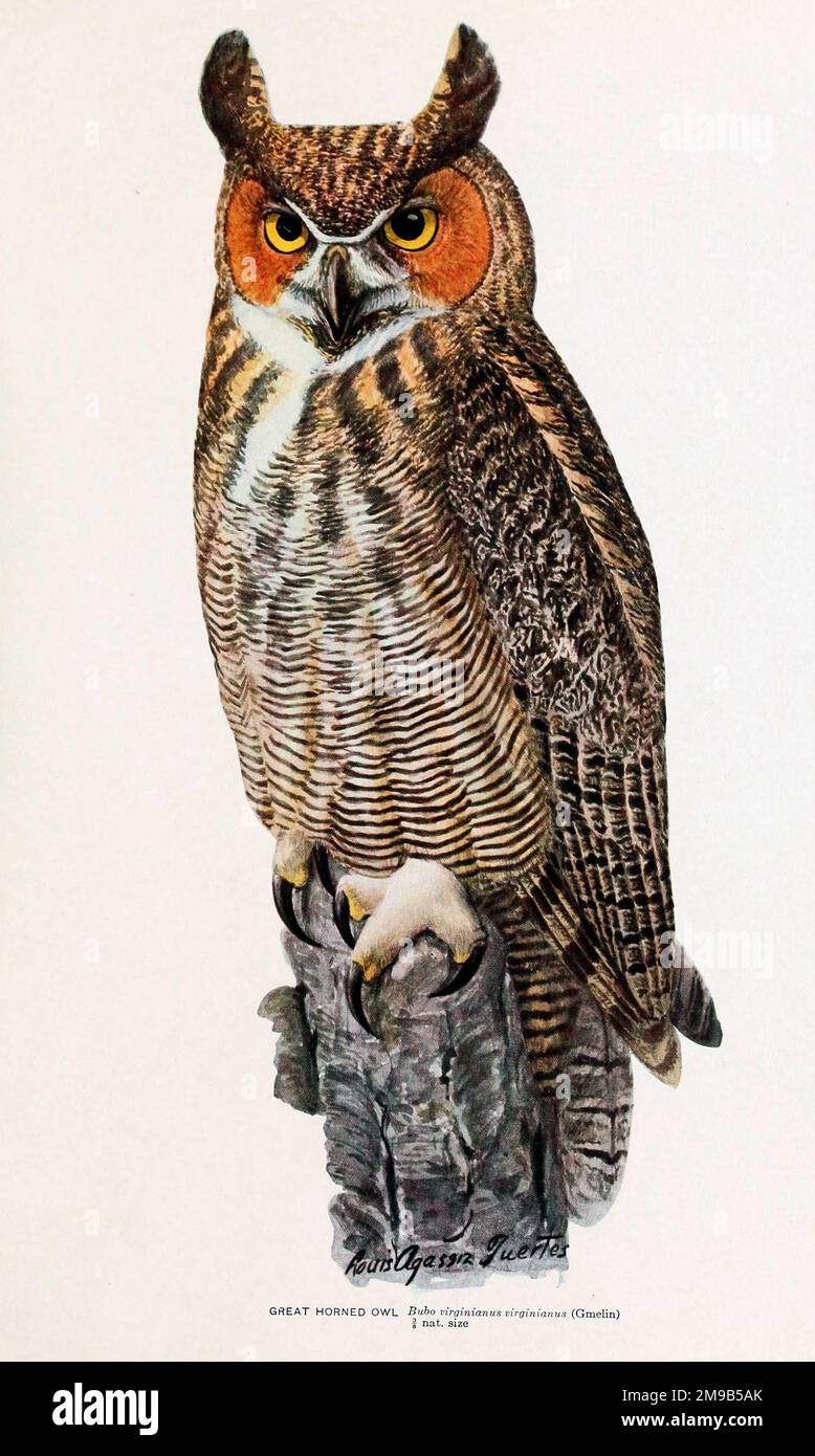 Awesome Owl Drawing
