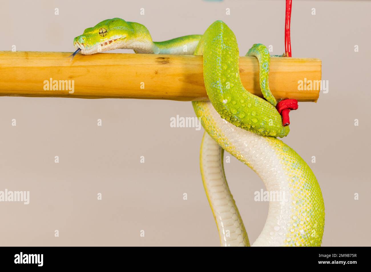 Corallus caninus - green snake coiled into a ball Stock Photo - Alamy