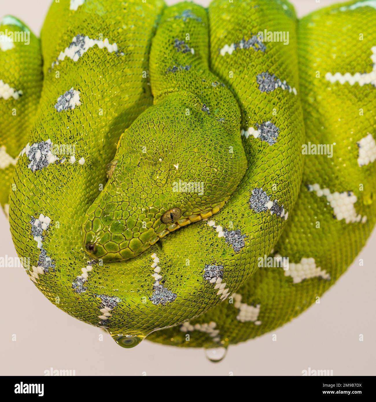 Corallus caninus - green snake coiled into a ball Stock Photo - Alamy