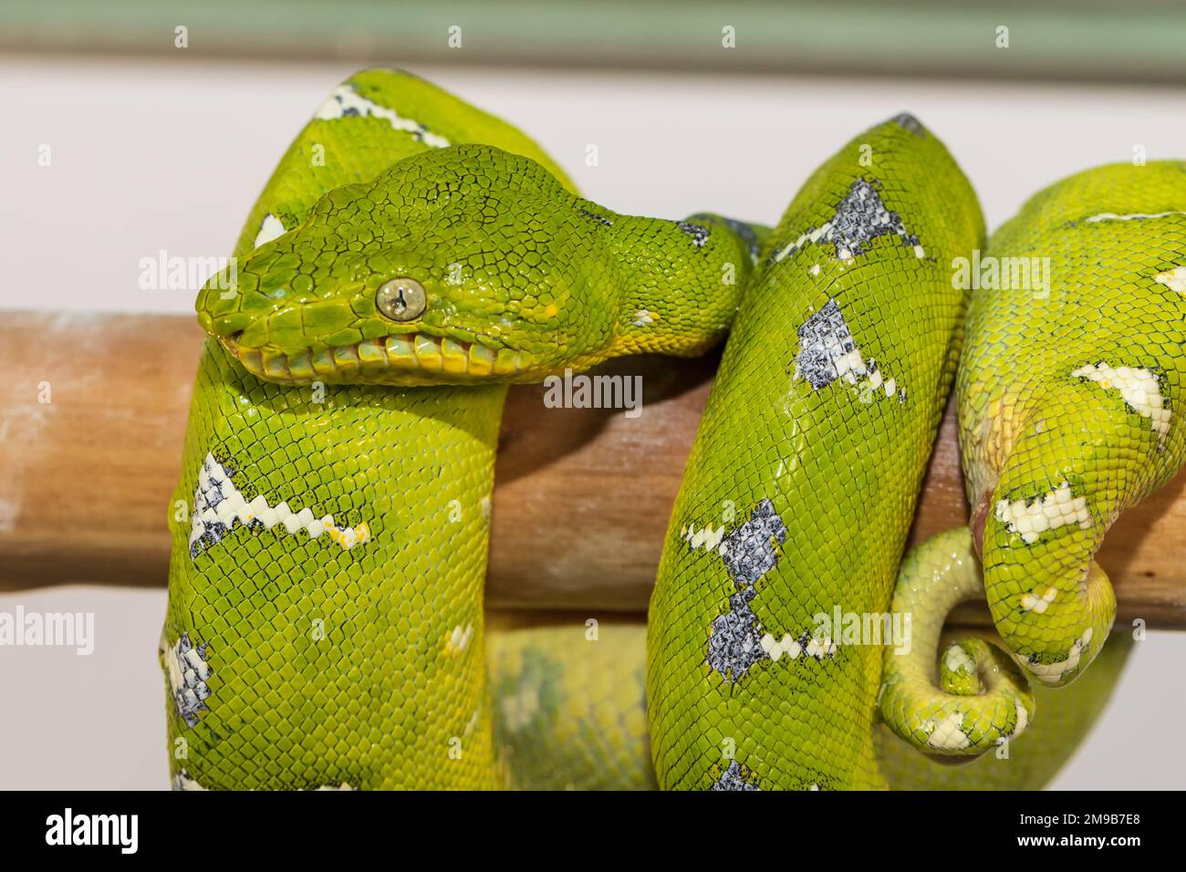 Emerald green boa constrictor coiled hi-res stock photography and ...