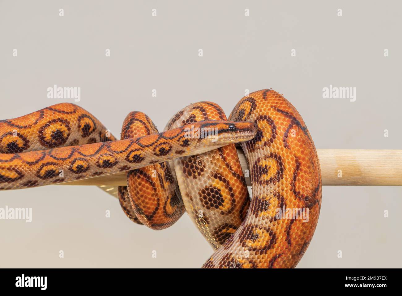 Curled into a ball hi-res stock photography and images - Alamy