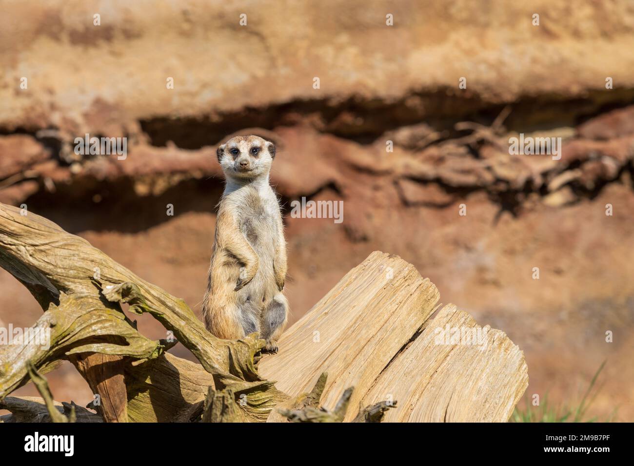 Meerkat - Suricata suricatta standing on a stone guarding the ...
