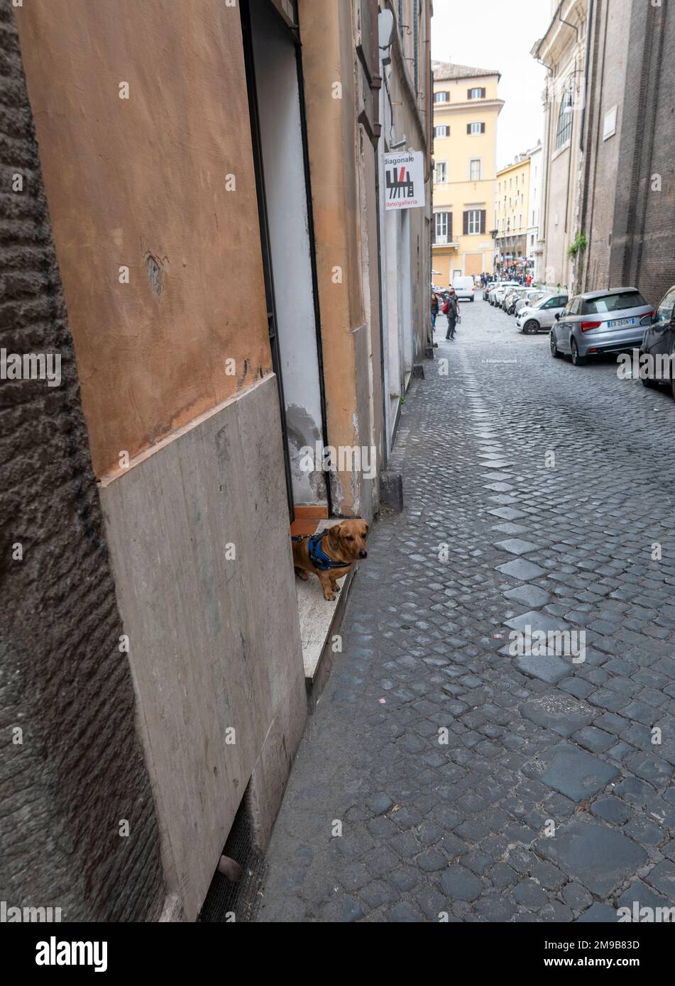 Dachshund dog siting at a doorway of a building and waiting for owner ...