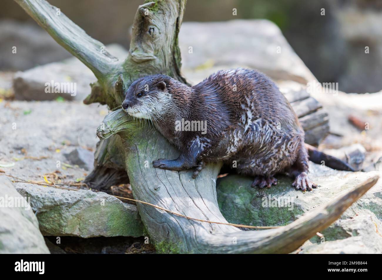 Small otter - Amblonyx Cinerea in its natural habitat in nature. The ...