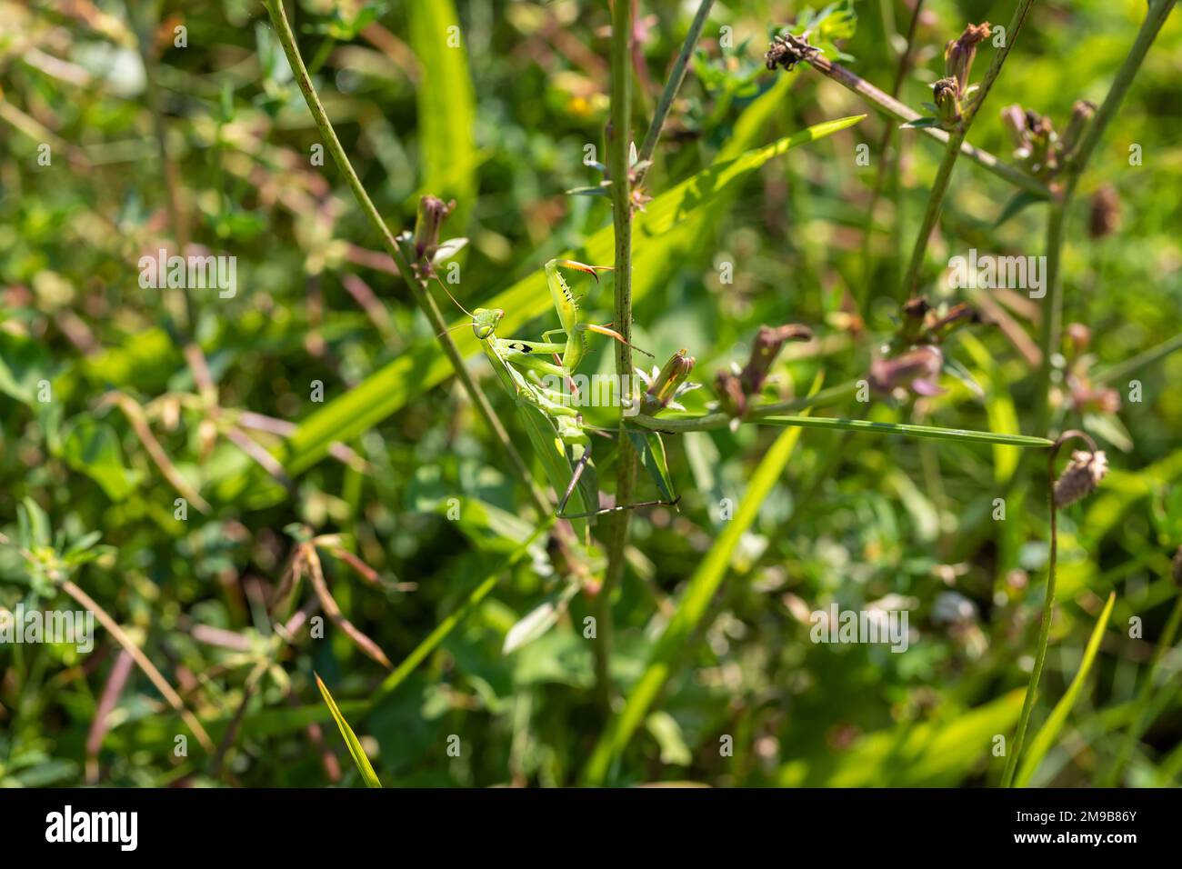 Mantis - Mantis religiosa green animal sitting on a blade of grass ...
