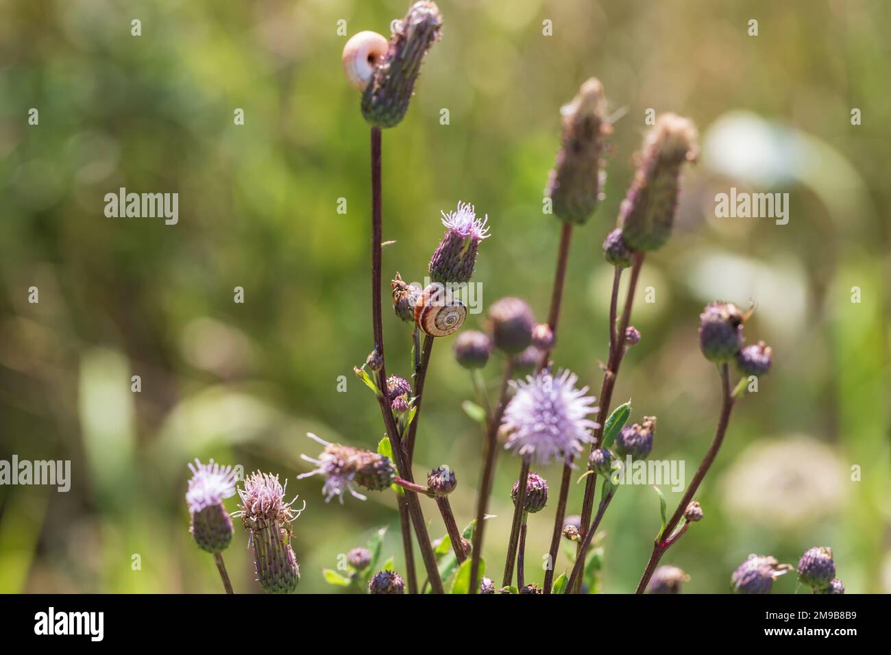 A small snail shell is on a blade of grass in a meadow Stock Photo - Alamy
