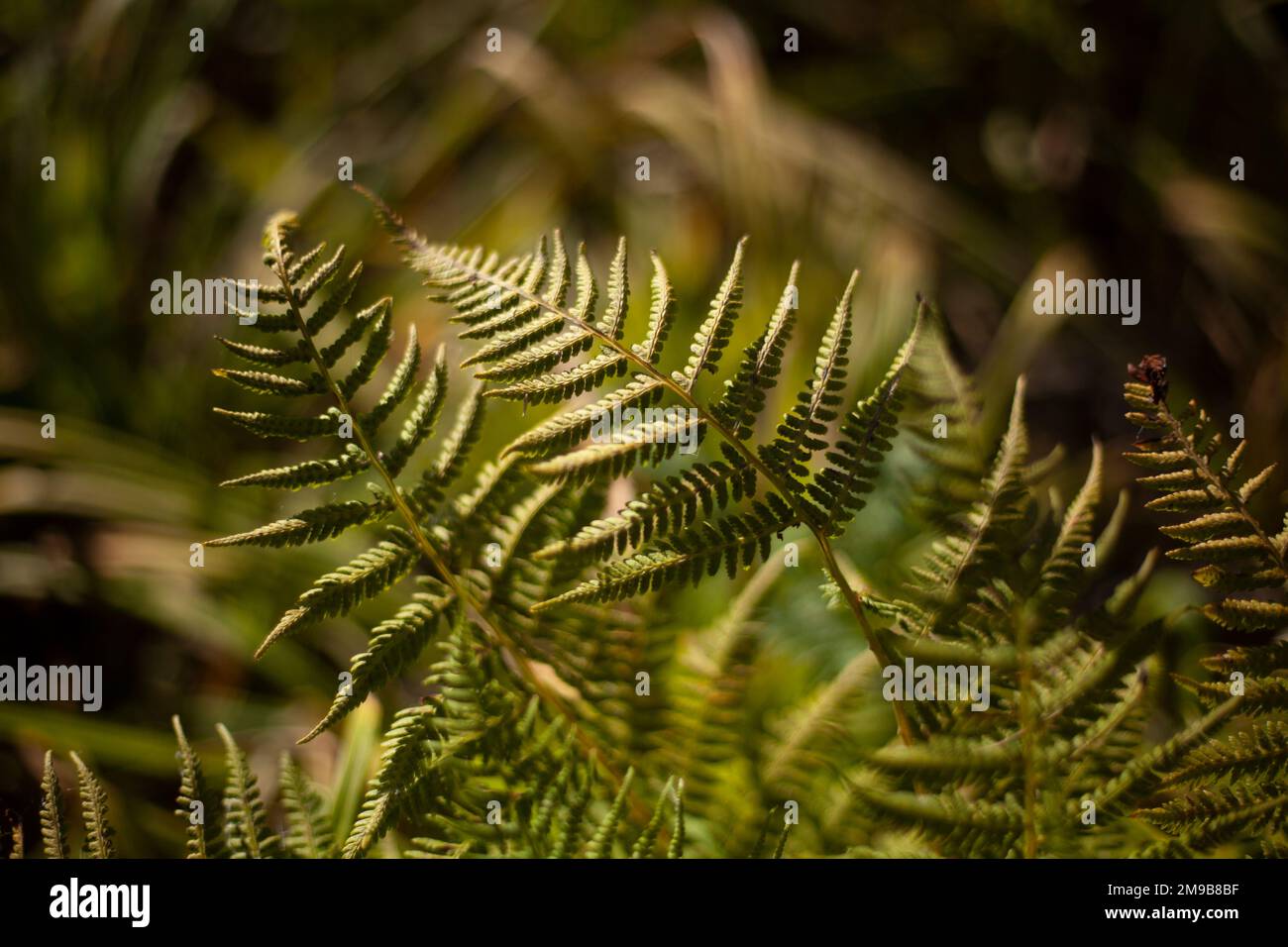 Fern in summer. Green plant in forest. Fern texture. Stems and leaves ...
