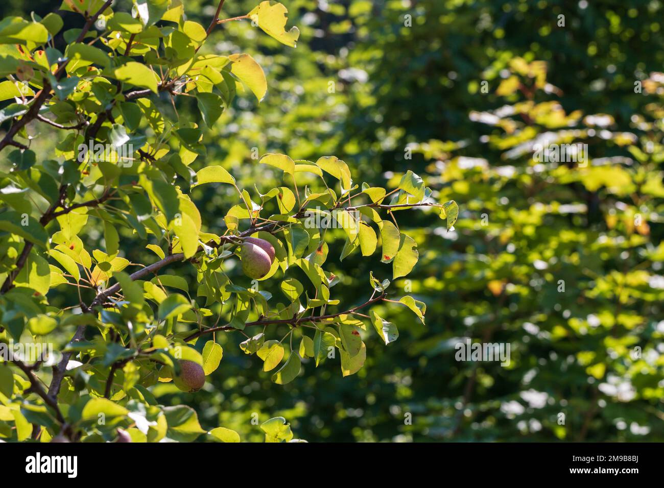 Asian pear tree leaves hi-res stock photography and images - Alamy