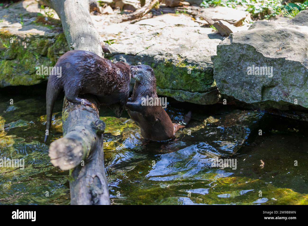 Small otter - Amblonyx Cinerea in its natural habitat in nature. The ...
