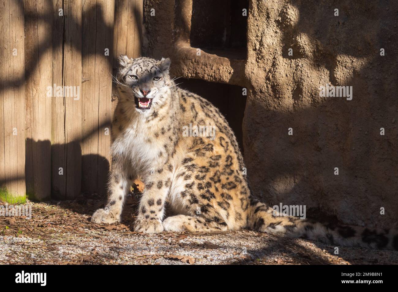The paddock cat hi-res stock photography and images - Alamy