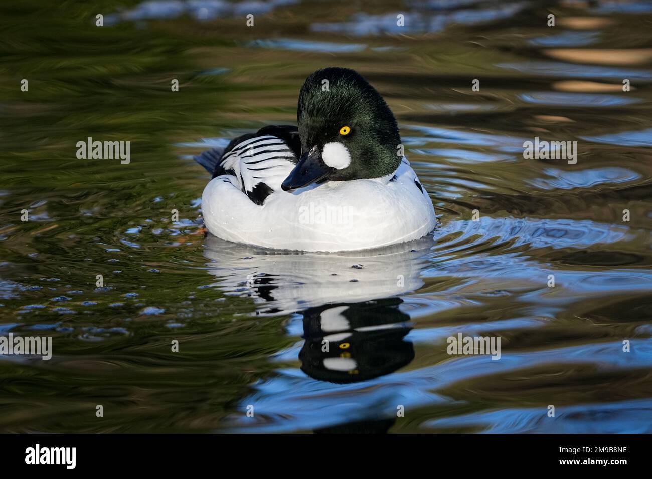 The male common goldeneye or goldeneye (Bucephala clangula) is a medium ...
