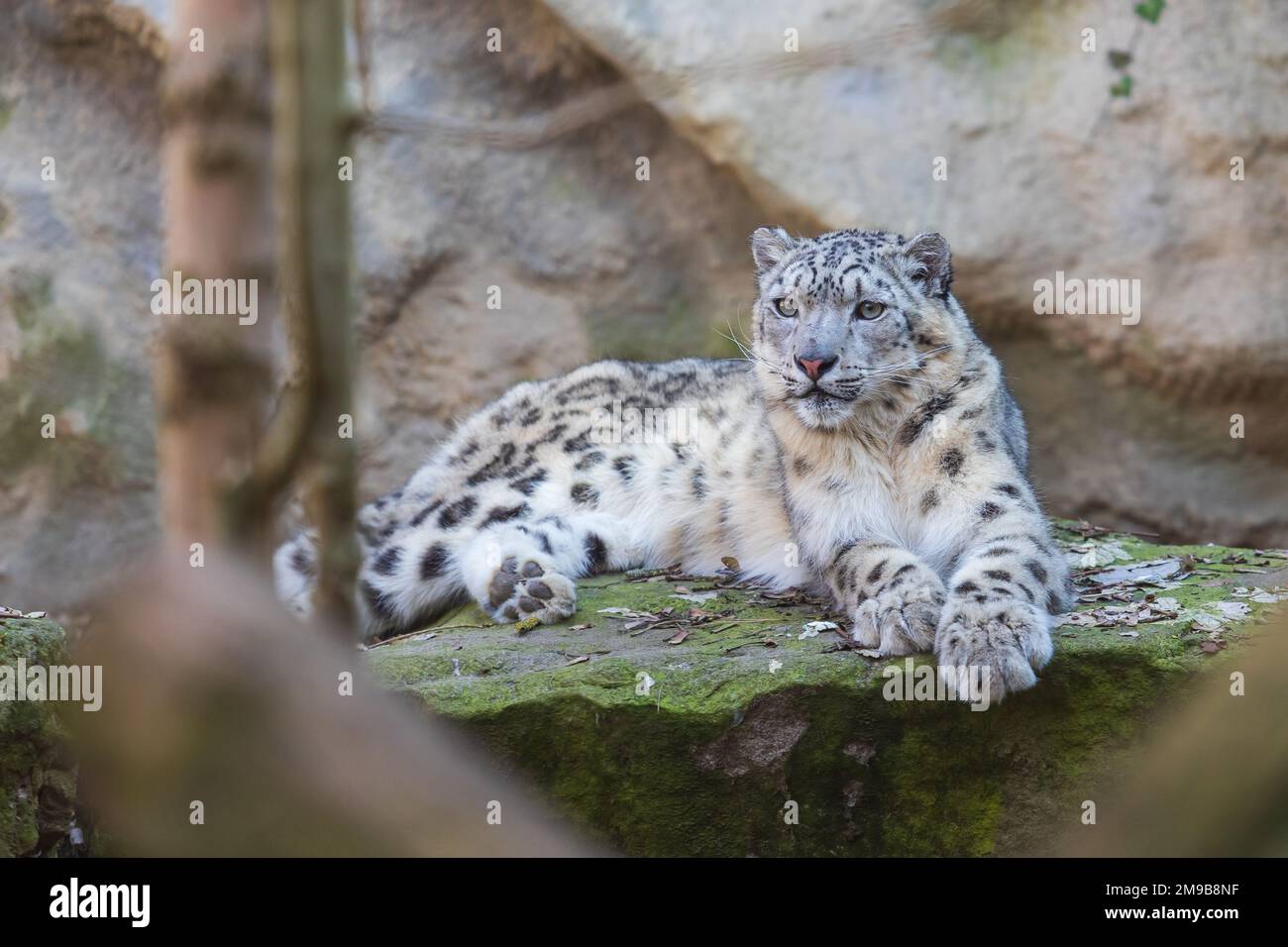 The paddock cat hi-res stock photography and images - Alamy