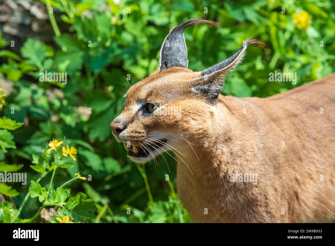 Portrait of a Caracal - Caracal caracal - has an open mouth and his ...