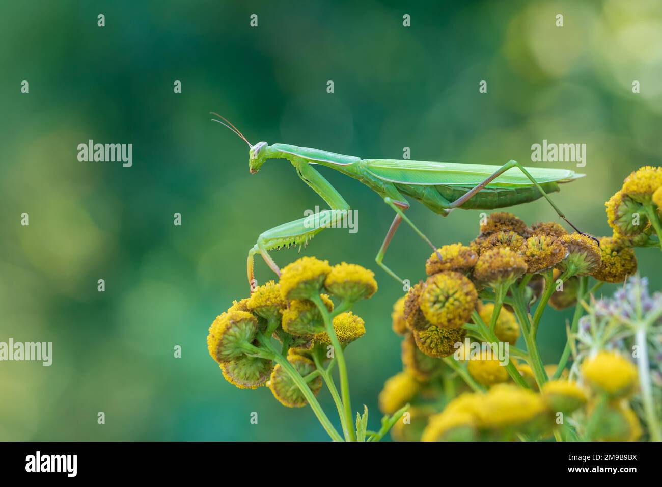 Mantis - Mantis religiosa green animal sitting on a blade of grass in a ...