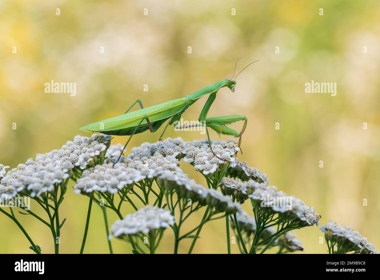 Mantis - Mantis religiosa green animal sitting on a blade of grass in a ...