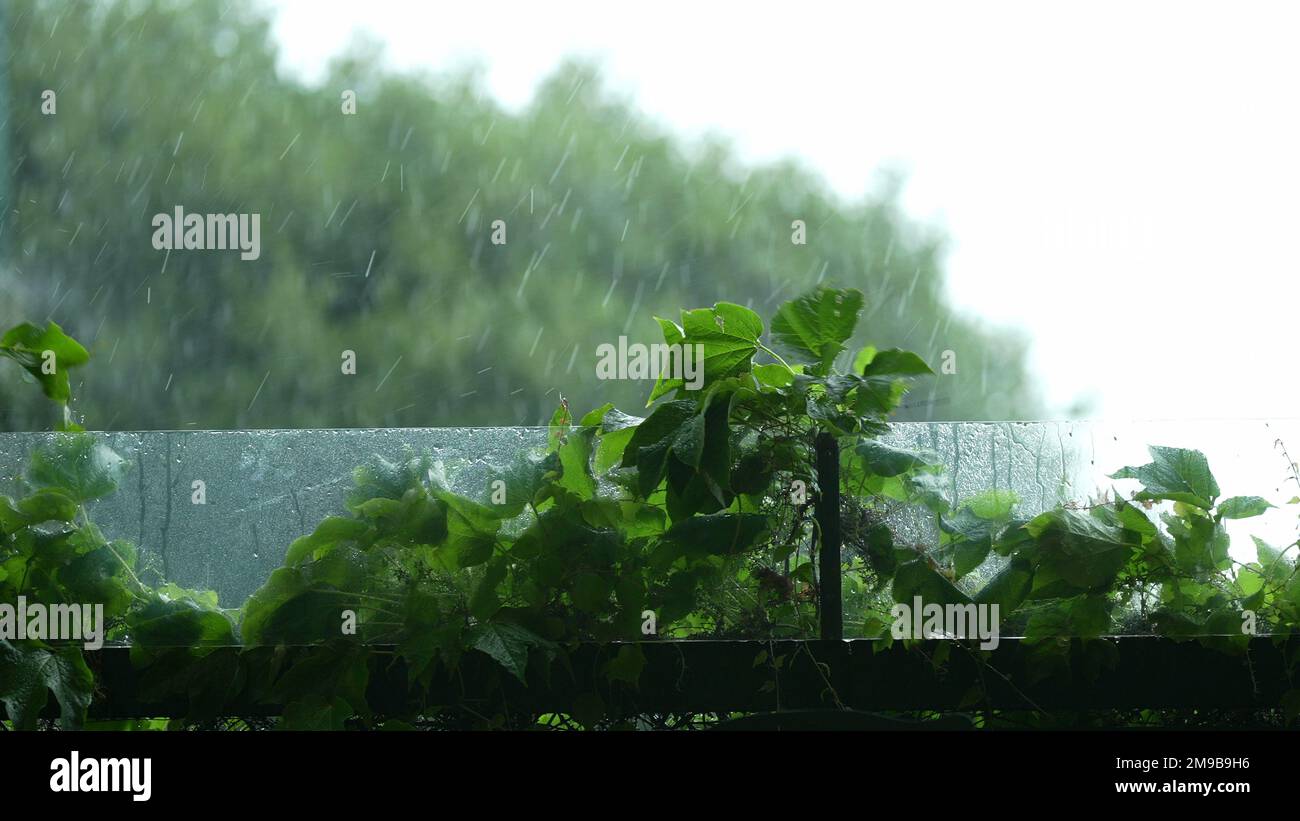 Pouring rain in home balcony terrace, incoming summer storm Stock Photo ...