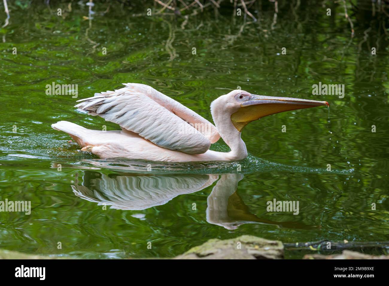 Great water bird Pelican - Pelecanus. Photo with nice bokeh Stock Photo ...