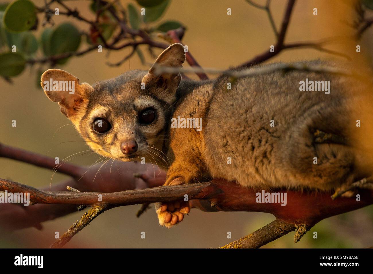 Mammal ringtail hi-res stock photography and images - Alamy