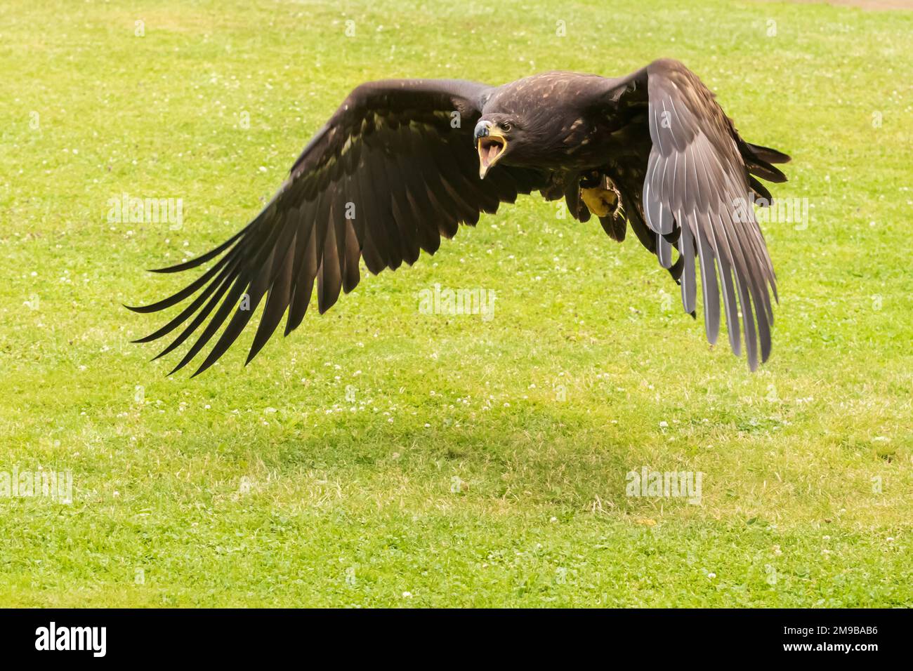 Portrait of a young bald eagle with an open beak Stock Photo - Alamy