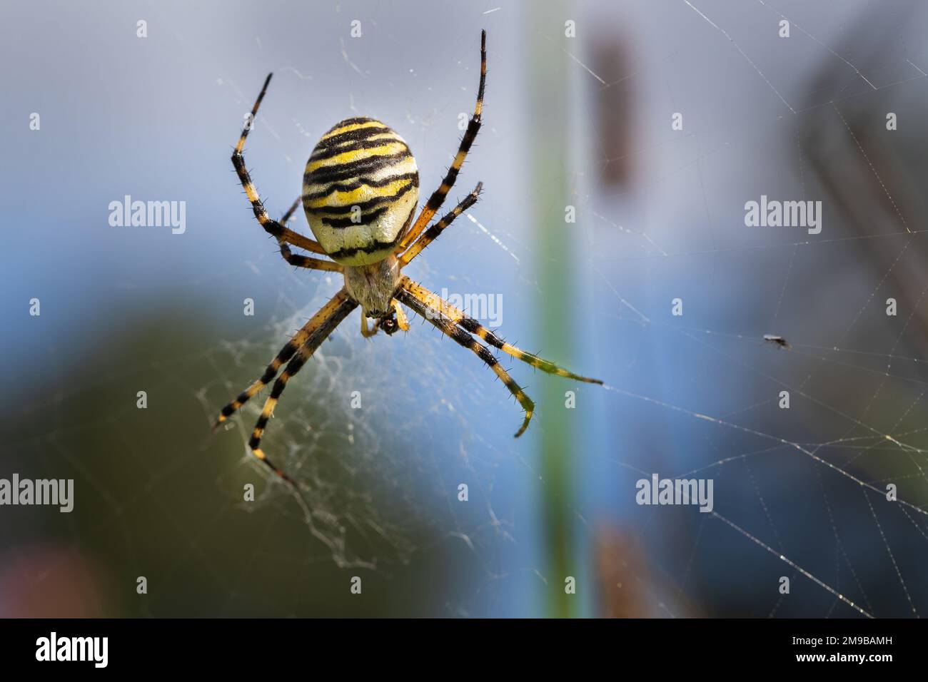 Beautiful big spider in a cobweb. The spider is yellow and has black stripes Stock Photo - Alamy