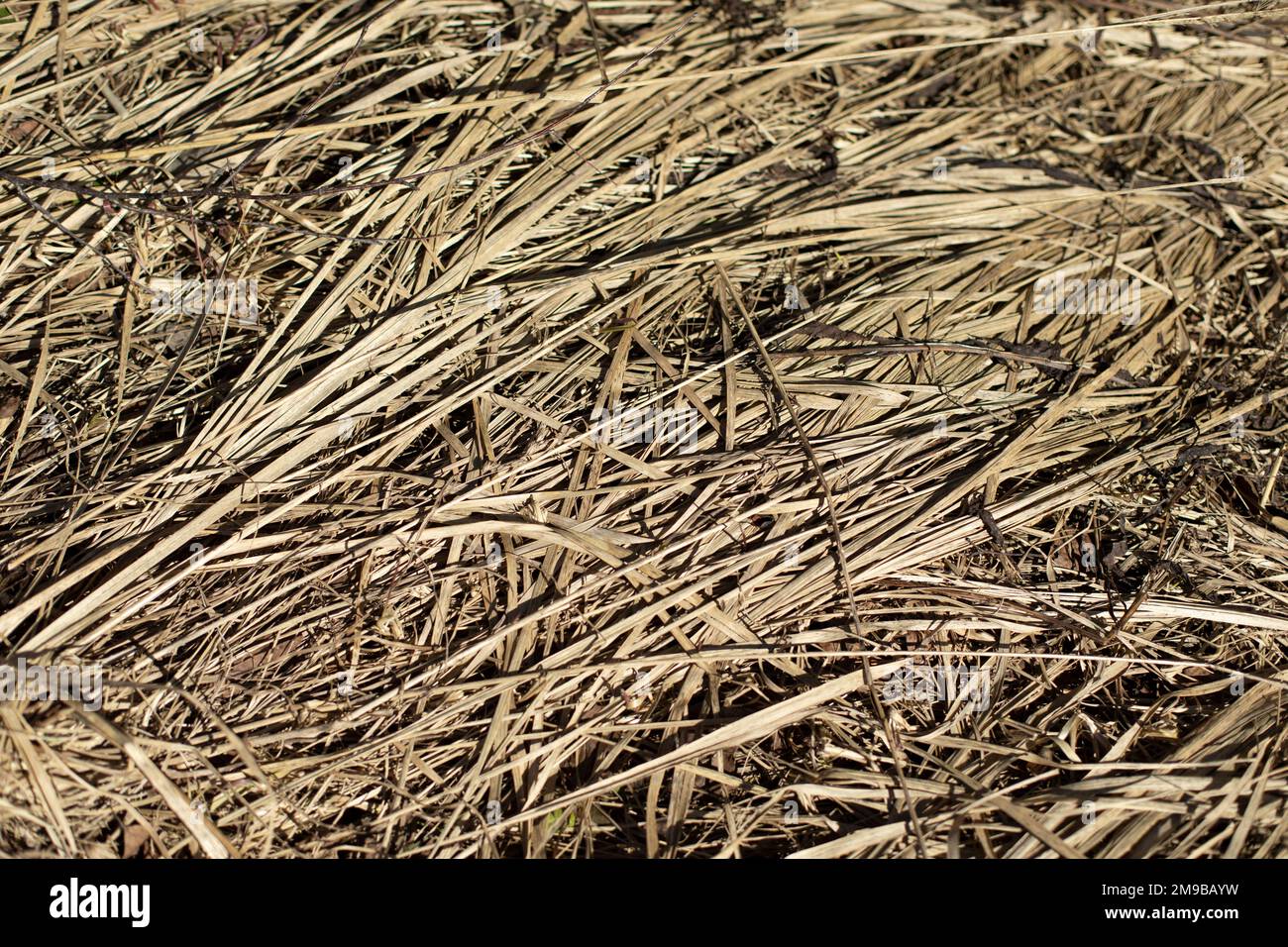Dry grass in spring. Plant texture. Plexus of stems Stock Photo - Alamy