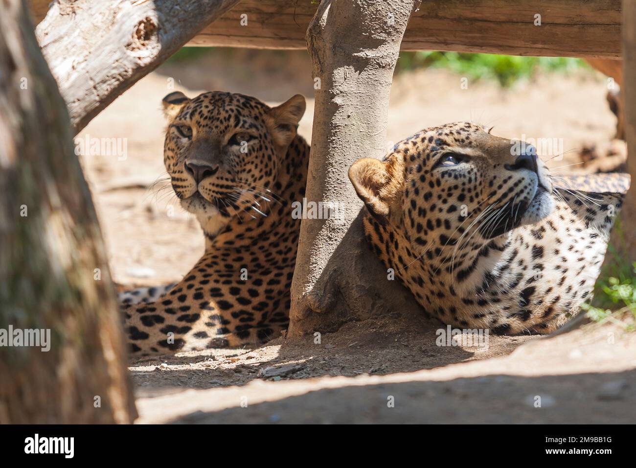 Ceylon Leopard - Panthera pardus kotiya hiding from the sun Stock Photo ...