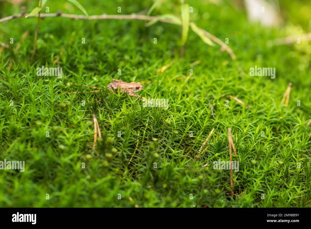 Little green toad in the moss at sunset Stock Photo - Alamy