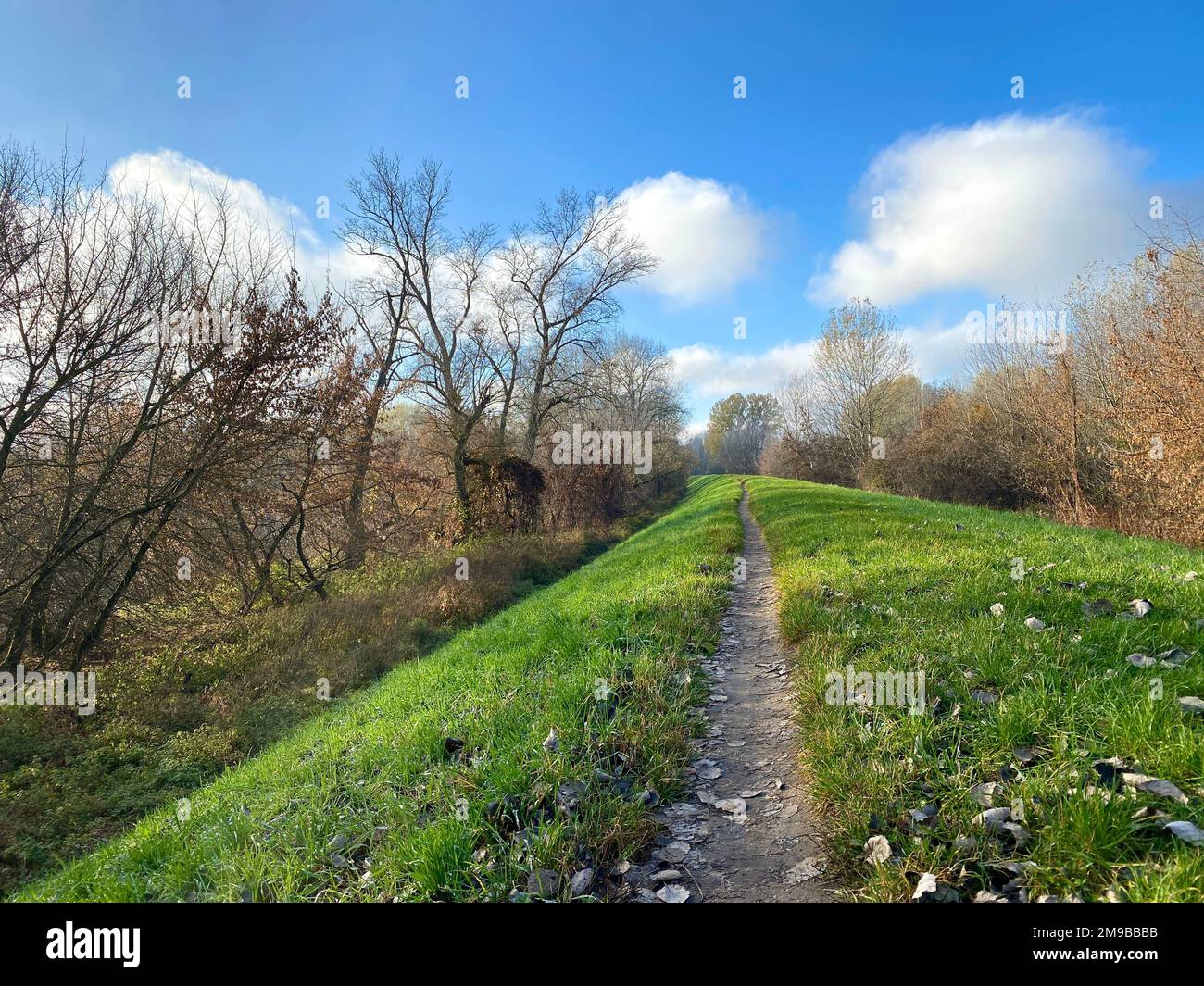 A beautiful view of a green pathway lined with dry bushes Stock Photo ...