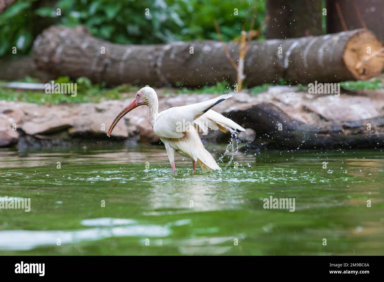 The Ibis stands in the water and has outstretched wings Stock Photo - Alamy