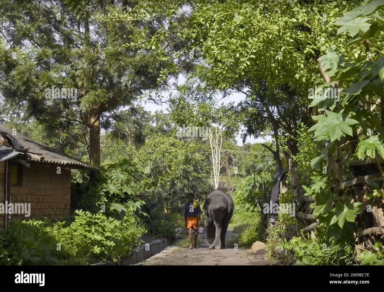 THE ELEPHANT WHISPERERS, from left: Bomman, Raghu the elephant, 2022 ...