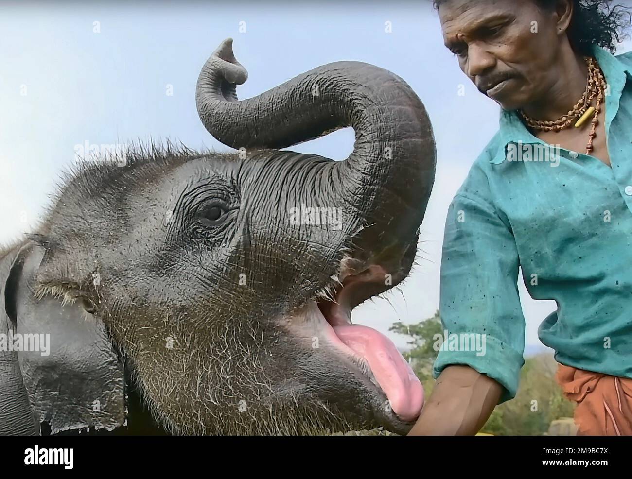 THE ELEPHANT WHISPERERS, from left: Raghu the elephant, Bomman, 2022 ...
