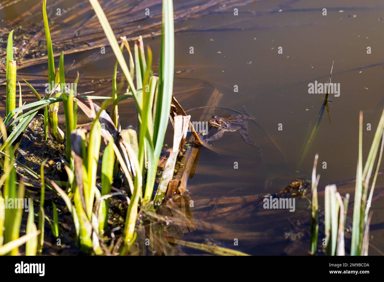 A large green frog in its natural habitat. Amphibian in water ...