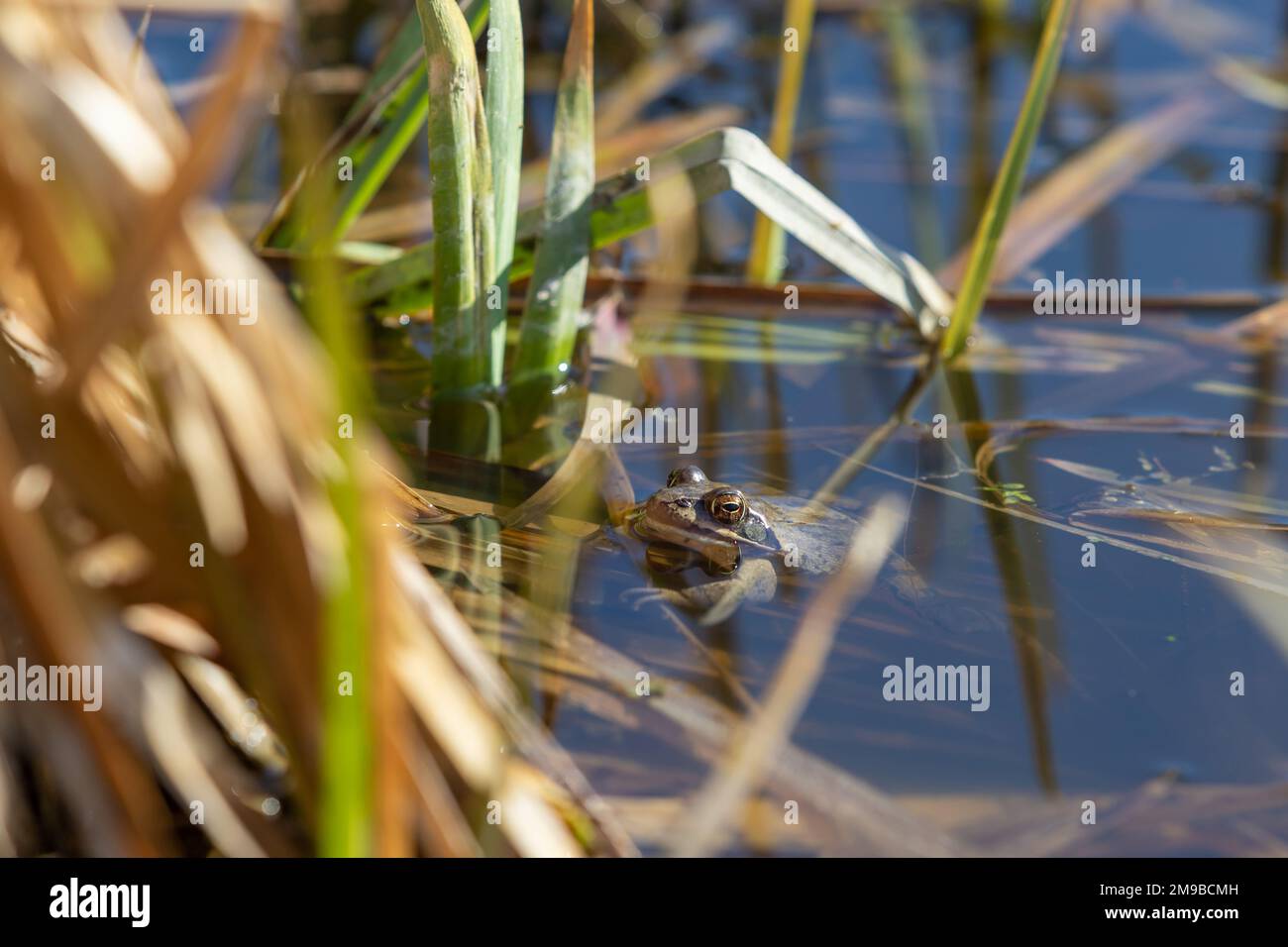 A large green frog in its natural habitat. Amphibian in water ...