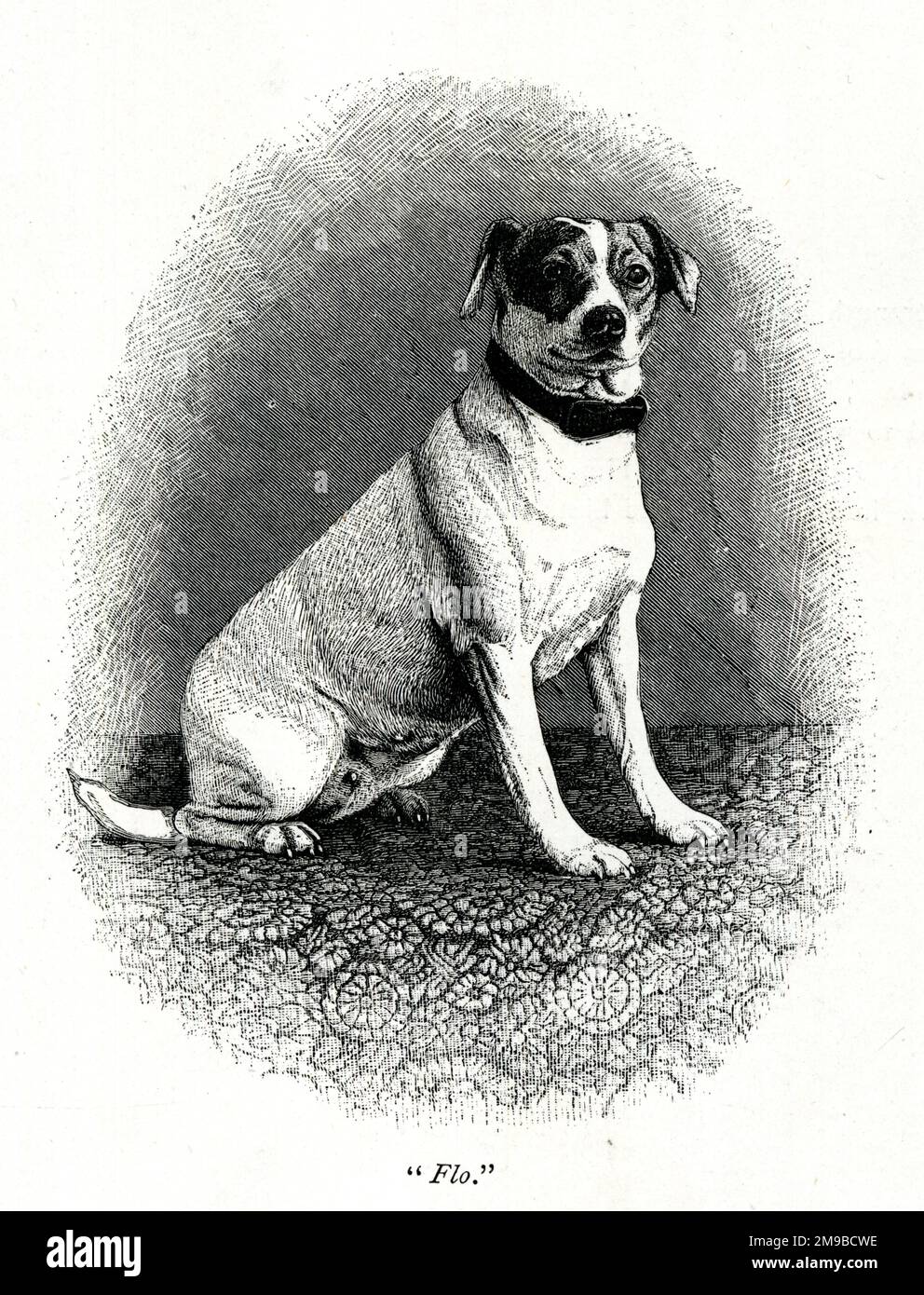 Queen Victoria's dog Flo - 'The Queen's Dogs' Stock Photo - Alamy