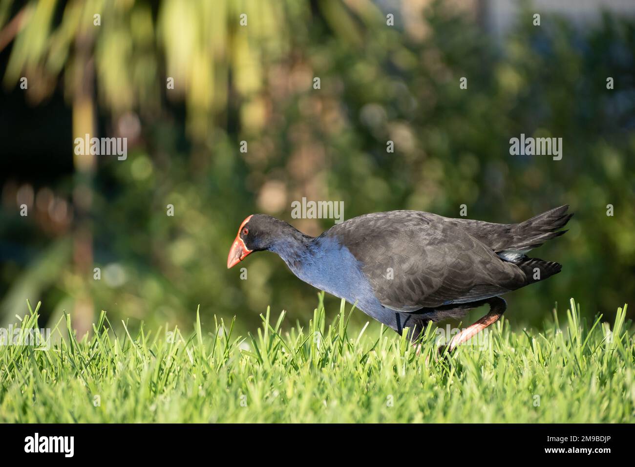 Pukeko native bird of NZ foraging in the grass Stock Photo - Alamy