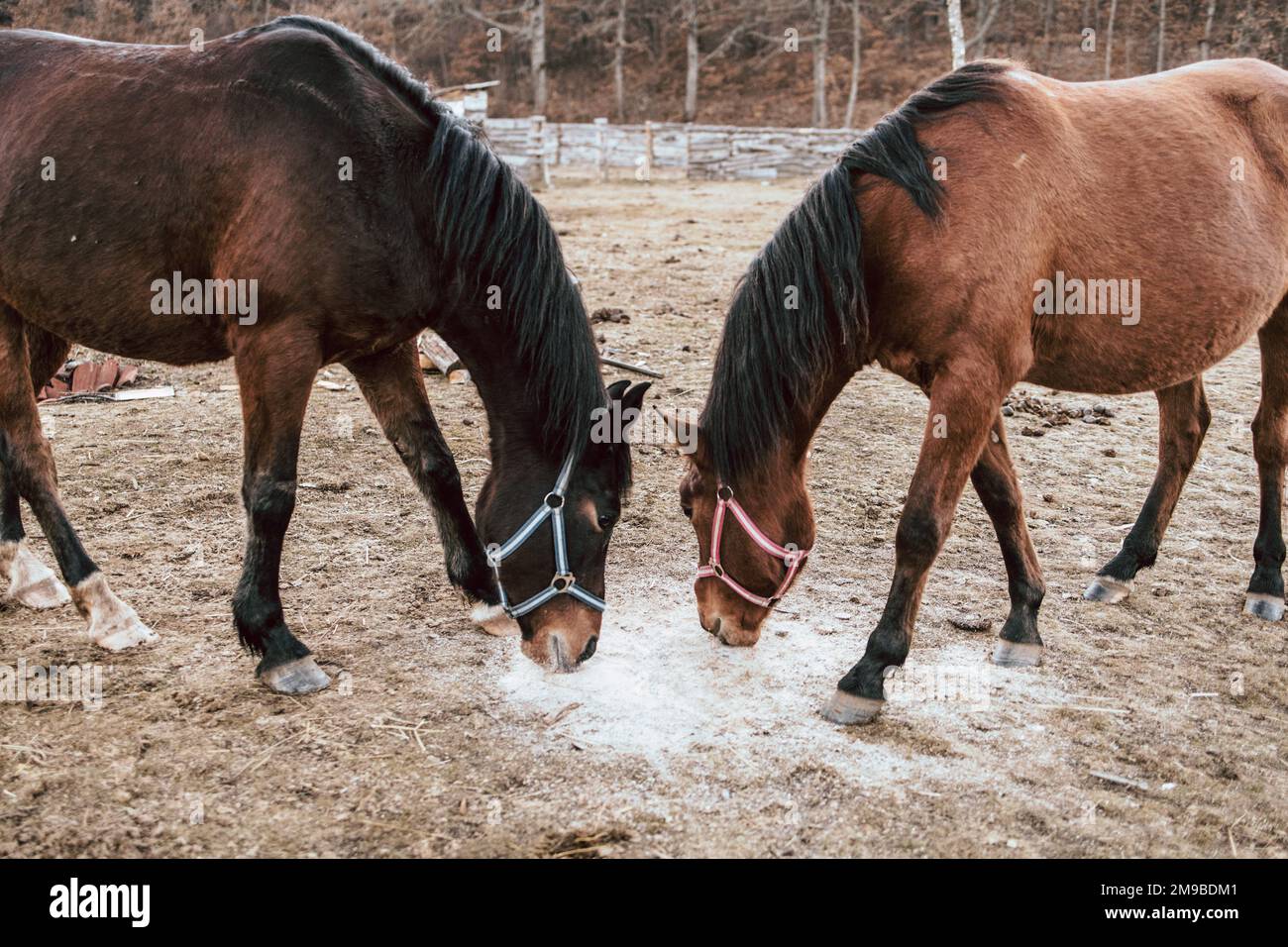Two brown horses eating of the ground on the farm Stock Photo - Alamy