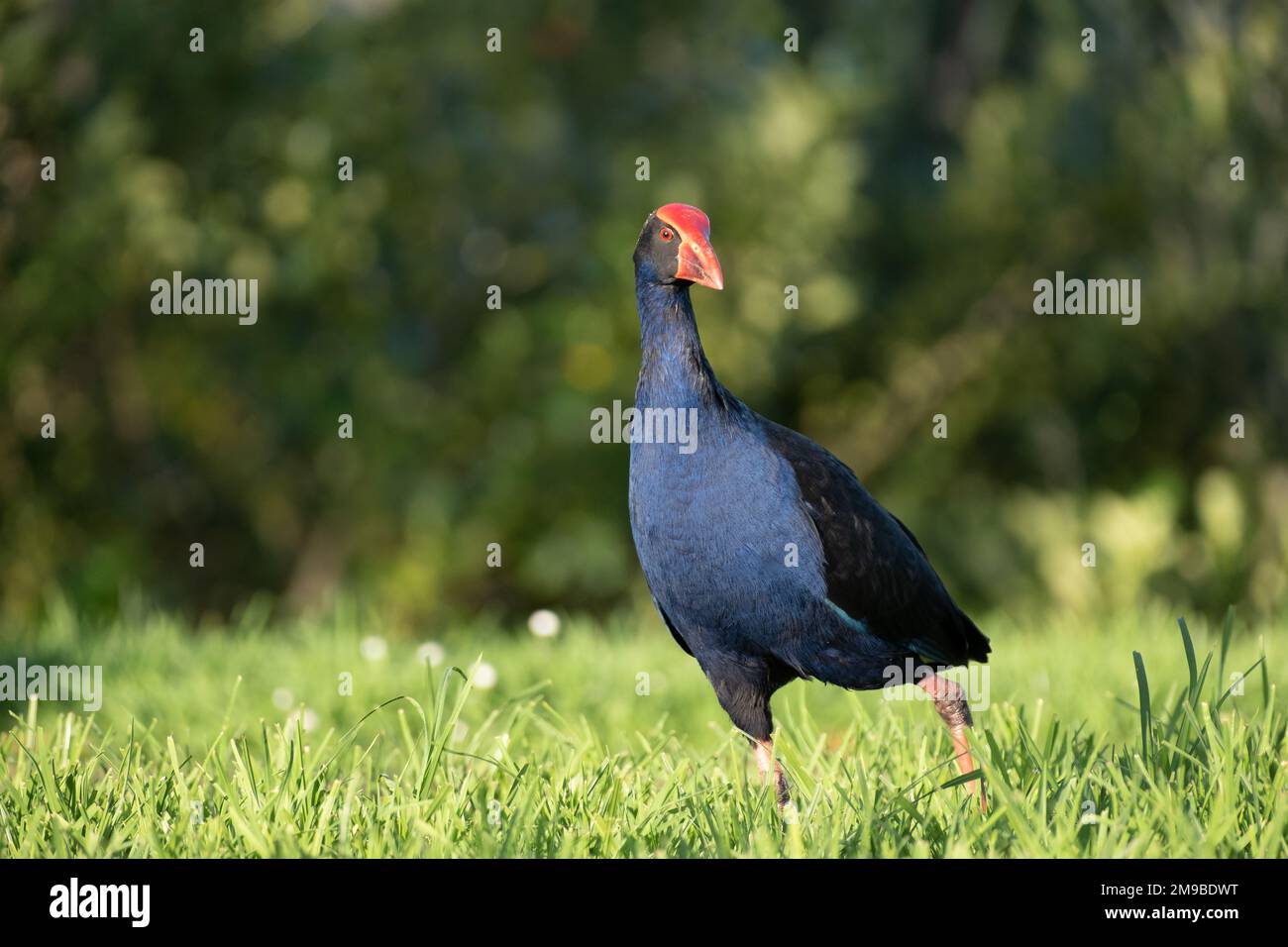 Pukeko native bird of NZ foraging in the grass Stock Photo - Alamy